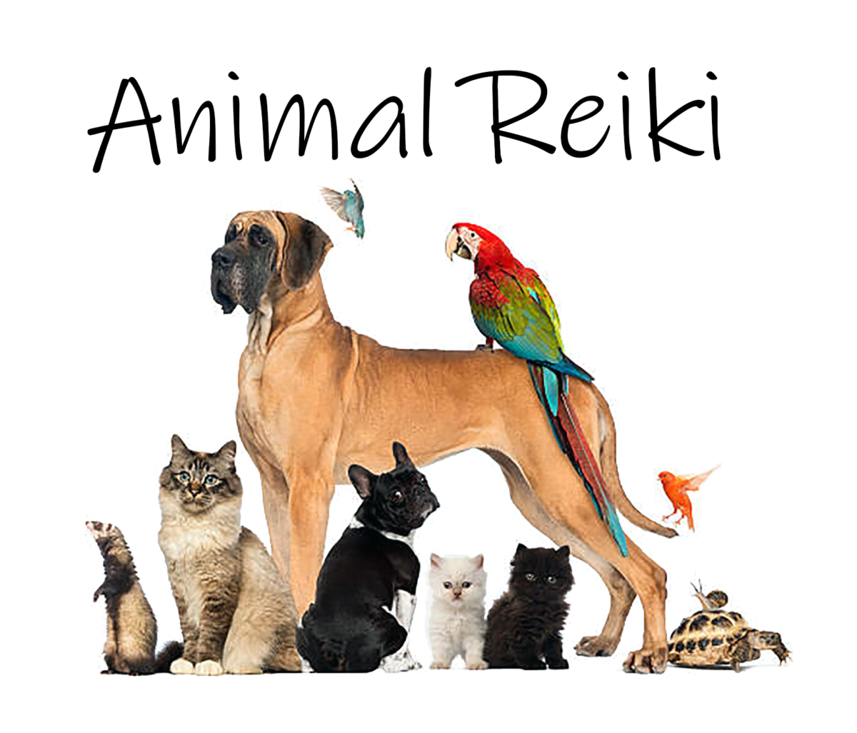 Animal Reiki ⋆